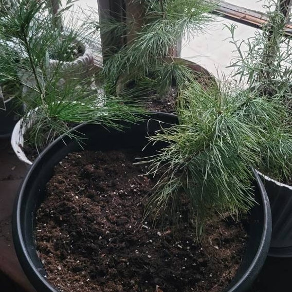 Princess Pine Clubmoss - Etsy