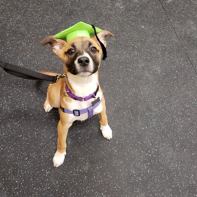 Dog Trainer's Set of 3 Graduation Caps - Etsy
