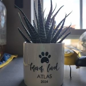 Personalized DNP Graduation Gift 3 White Ceramic Pot W/ Live Plant DNP Gift Doctor of Nursing ...