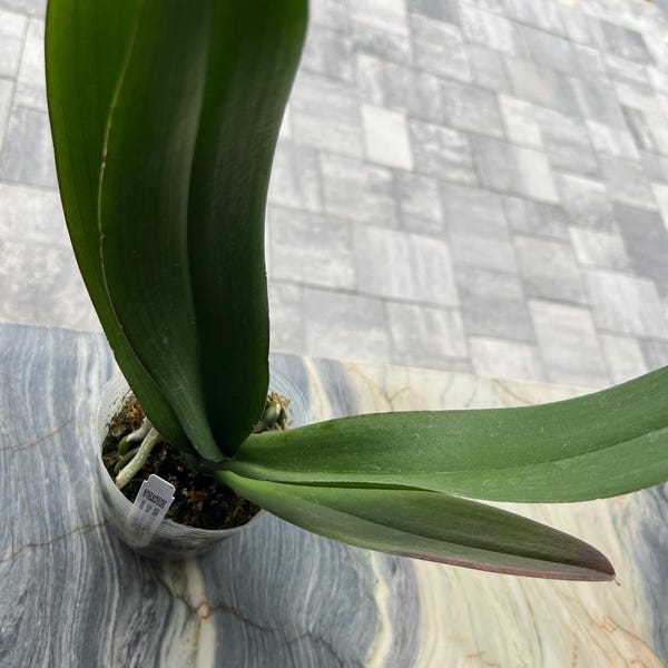 Awarded "cotton Candy" Phal. Cheng-de Beauty 'sakura' AM/AOS , Handsome Plant in 4" Pot With 25 ...