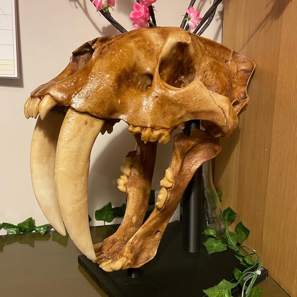 Sabertooth Cat Skull Replica - Life Size Smilodon Fossil Display With ...