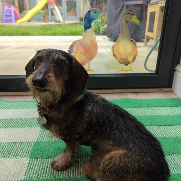 Duck Window Stickers, Duck Window Decal, Spring Duck Window Sticker ...