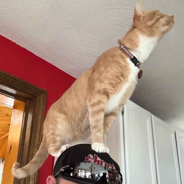 UGLY Bells for Pet Collar Chipped Jingle Bell for Cat Collar Character ...