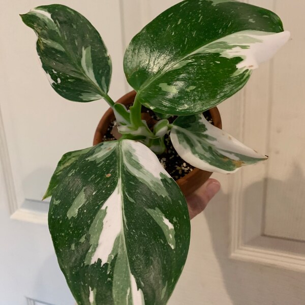 Philodendron White Wizard “high Color” - Live Indoor Houseplant – Rare ...