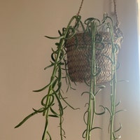 Straw Hanging Pot Cover - Etsy