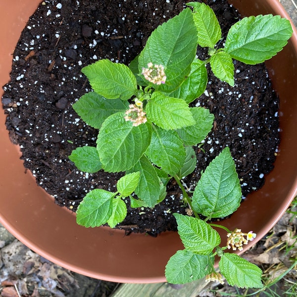 Live LANTANA PINKBERRY LUSCIOUS in Bloom 4-8" Flower Plants Spring ...