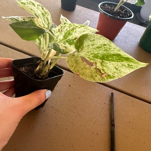 Snow Queen Pothos Single Starter Plant in a 1.5 Pot Epipremnum Aureum ...