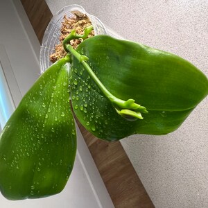 Phal. Tzu Chiang Chrisna Fragrant Smell Like Roses - Etsy