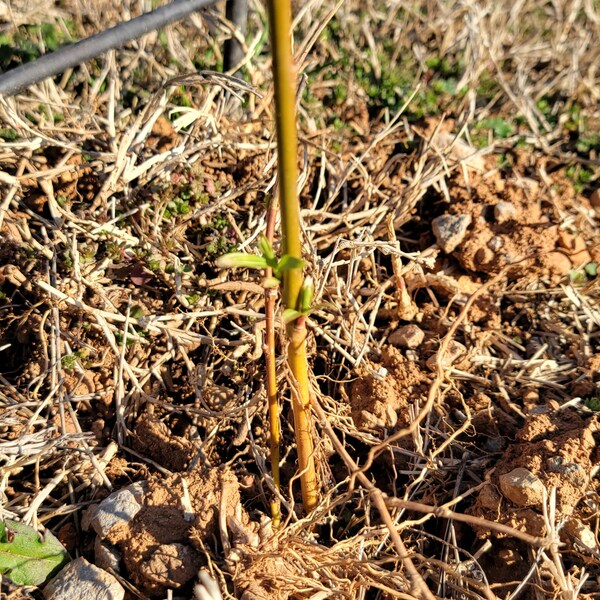 5 Verdone Strawberry Fig Stem Cuttings Green Outside Red Inside SC ...