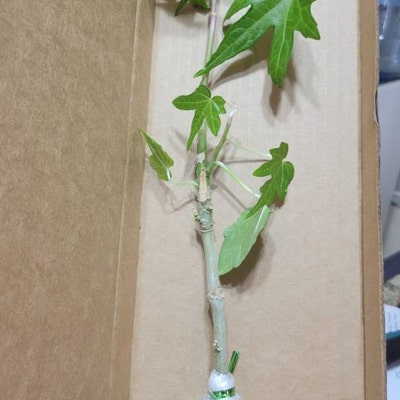 Blueberry Plant Live Emerald Blueberry Plants for Planting Southern ...