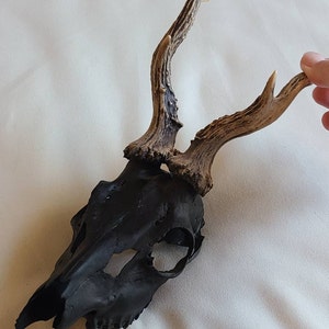 Fallow Deer Skull From Central Europe Fallow Deer dama - Etsy