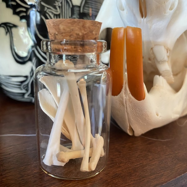 Mini Bug Curiosity Insect Specimen Jars | Entomology Apothecary Bottles ...