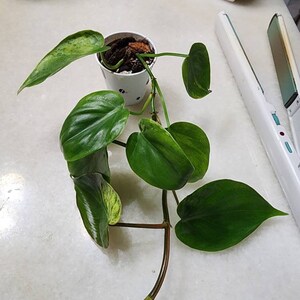 Shadow Boxing Dwarf Tomato. Heirloom Tomato Seed - Etsy