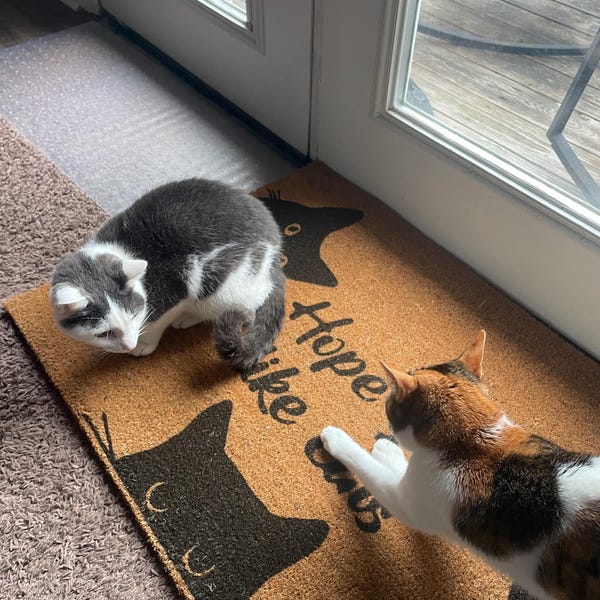 Hope You Like Cats Doormat Cat Door Mat Cat Welcome Mat Cat Gift Funny ...