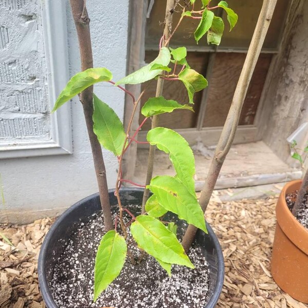 1 Perfection Red Currant Plant, Zones 3-7 - Etsy