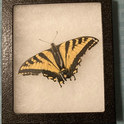 Riker Mount ONE Display Case Frame Shadow Box Choose Size - Etsy