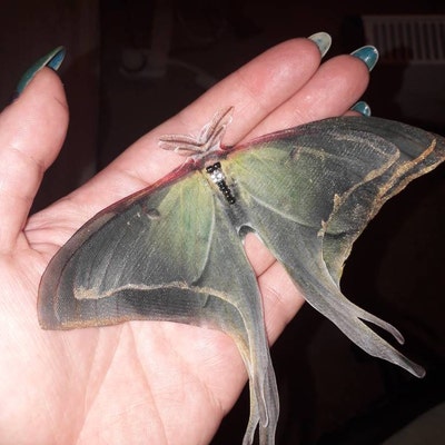 Silk Luna Moth Extra Large Lapel Pin Brooch 3d Three-layered - Etsy