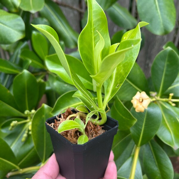 Pikake Plant. Single Flower Variety for Lei Making (pikake Lahilahi ...