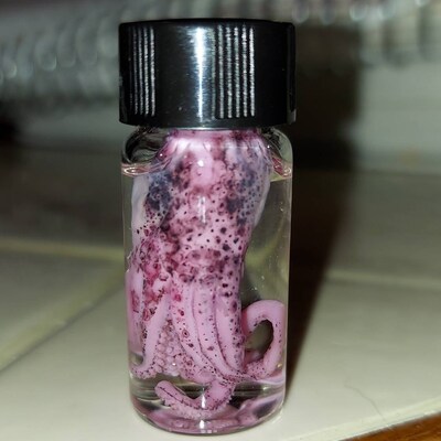Real Cute PINK Cuttlefish in a Jar, Wet Specimen, Squid, Tentacles ...