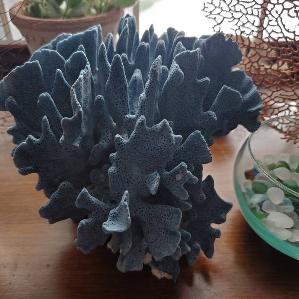 Natural Blue Coral Specimen Coastal Decor Beach Decor - Etsy