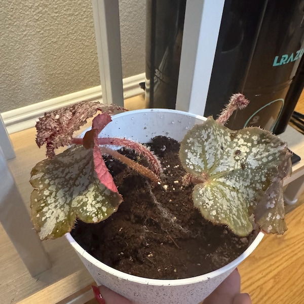 Rex Begonia Blue Iridescent ‘island Magic’ Silver Variegated Live House ...