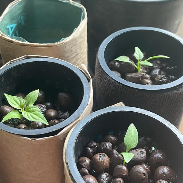 SEEDS Aji Dulce Puerto Rico Sweet Pepper | 75 Heirloom Seeds | Capsicum ...