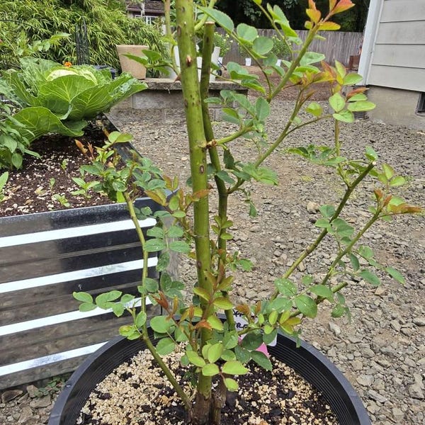 Rose “ausham” English Shrub Rose Ownroot Plant, 1 Gallon - Etsy