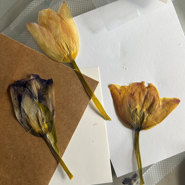 Pressed Flowers, Real Tulips, Dried Flowers for Resin, Flowers on Stalk ...
