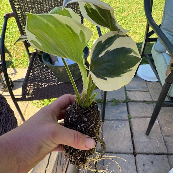 2 Childhood Sweetheart Lenten Roses Rare Flowering Perennial Live Plant ...