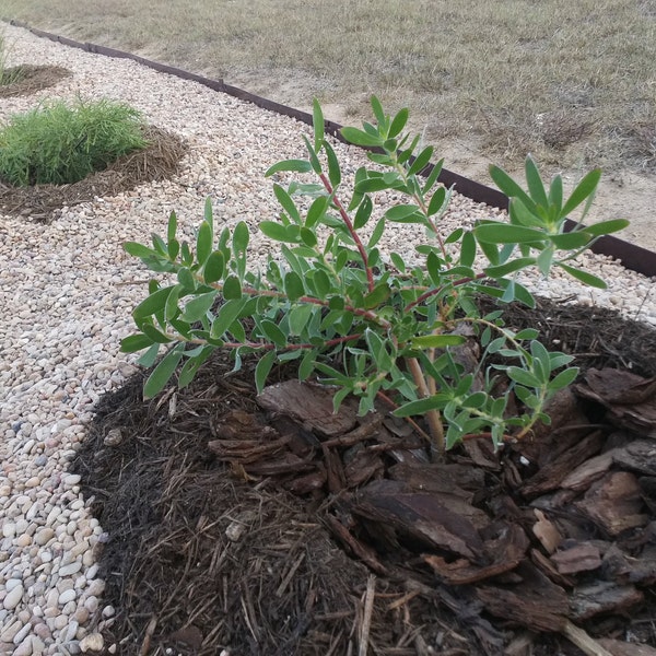 ONE Leucospermum Tango Pincushion 5gal Potted Plant Protea South Africa ...