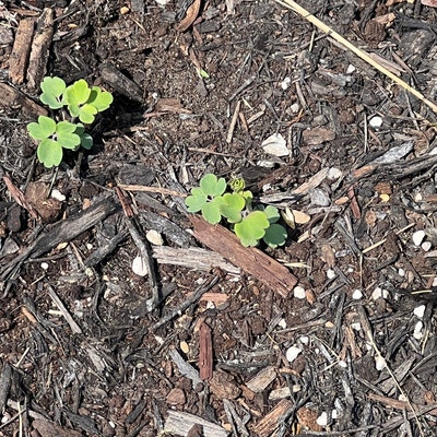 40 Sedum Emperor's Wave Seeds - Etsy