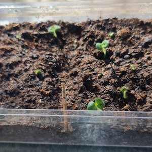 도라지 Seeds 50 Bell Flower Seeds | Etsy