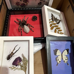 Giant Flower Beetle Goliathus Goliatus Unmonted for Artwork, Taxidermy ...