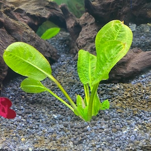 Easy AQUARIUM PLANTS Hygro Blue hygrophila Salcifolia Buy2 | Etsy