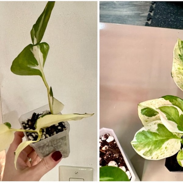 Rare Manjula Potho/mutant Manjula/hybrid Manjula High Viraigation ...