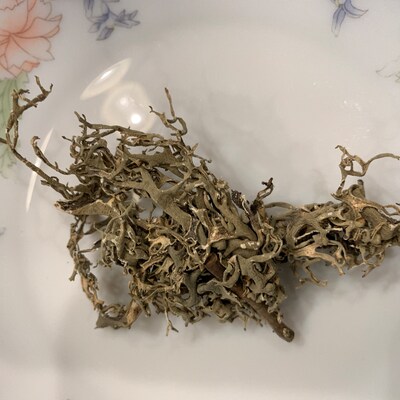 Big Harad Haritaki Mix Terminalia Chebula Tree Seed - Etsy