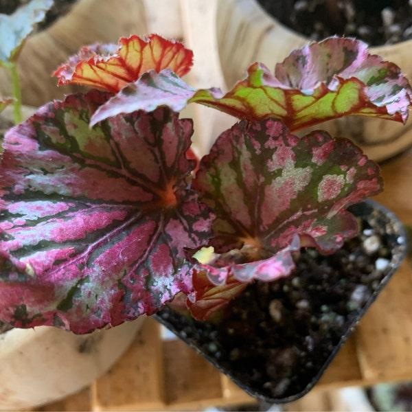 Rex Begonia 'ruby Slippers' - BFF Exclusive - Etsy