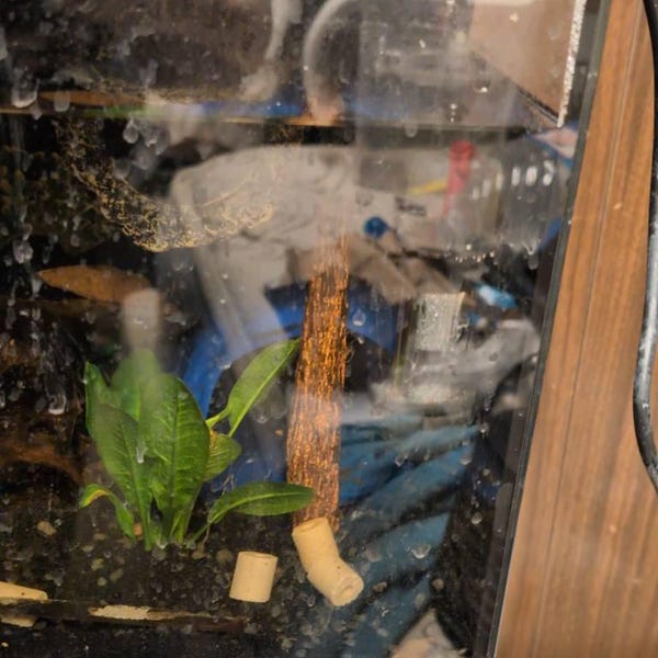Aquarium Wood Cave - Tree Log Decor Fish Tank Hide - Etsy