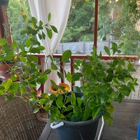 Codakia Orbicularis Aka Tiger Lucine Fossil / Fossilized Whole Bilvalve ...