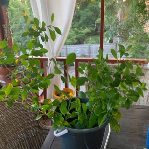 Codakia Orbicularis Aka Tiger Lucine Fossil / Fossilized Whole Bilvalve ...