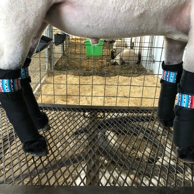 Sheep Leg Wraps, Goat Leg Wraps, Mini Horse Leg Wraps, Serape Cheetah ...