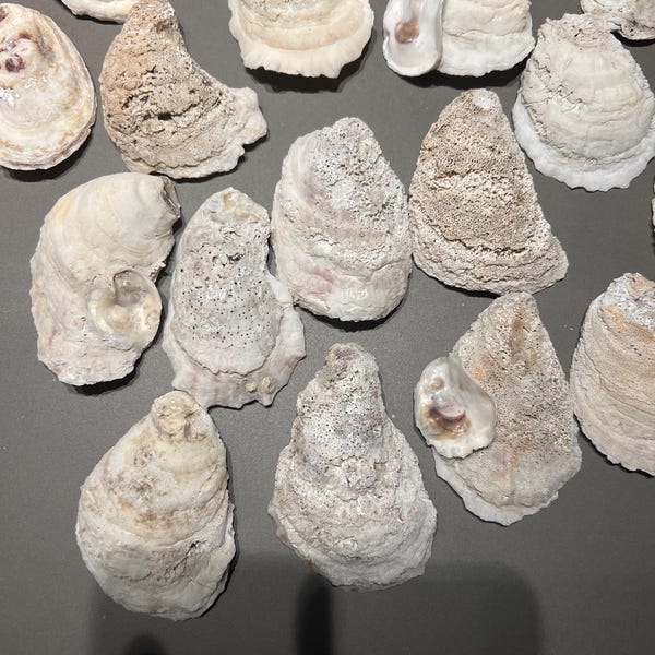 Bulk Oyster Shells, 20, 50 or 100, Bleached & Clean Oyster Shells for ...