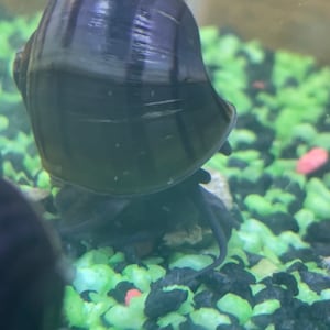 Super Snello 8oz Aquatic Snail Food Dehydrated Snail | Etsy