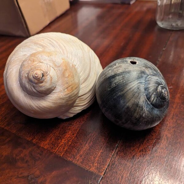 Vintage 7 Fossilized Knobless Horse Conch Seashell Triplofusus ...