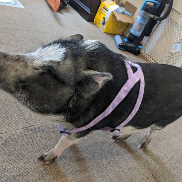 Adjustable Mini Pig Harness - Lilac TD - Etsy