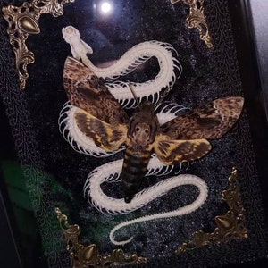Snake Skeleton Framed, Black & Burgundy real Snake Skeleton Framed ...