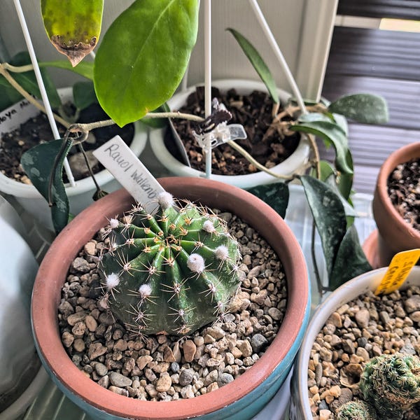 Navi Hand-numbered Paint Horse Watercolor Print - Etsy