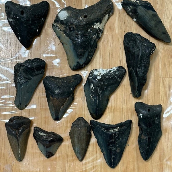 Megalodon Tooth 4.84 Inches. Real Fossil Megalodon Shark Tooth ...