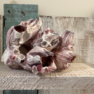 Giant Frog Seashell Bursa Bubo 1 Shell 4-5 Inches - Etsy