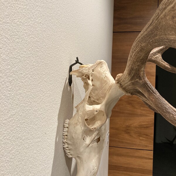 Large DEAD ON DISPLAY European Mount Skull Hanger Skull Bracket - Etsy